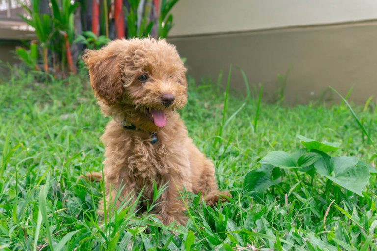 Toy uszkár (poodle) fajtaleírása és jellemzői - Kutyusaink
