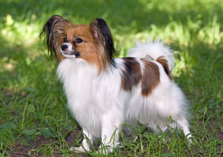 Papillon fajtaleírása, jellemzői és gondozása - Kutyusaink